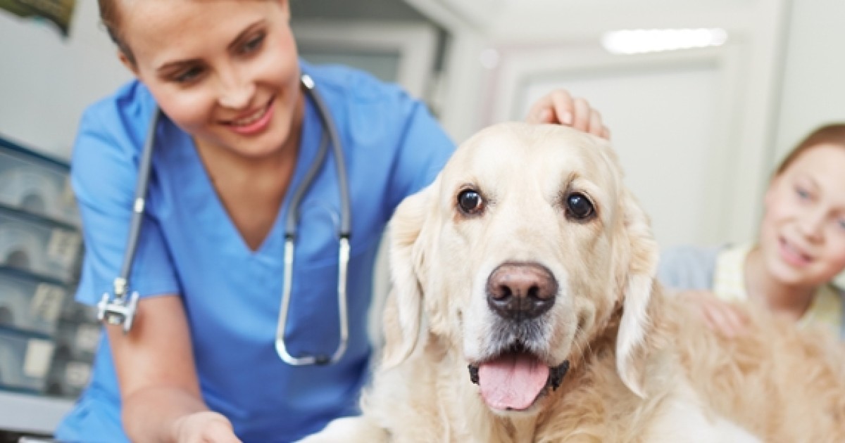 The Key to Becoming a Vet | University of the Cumberlands